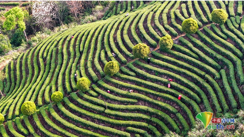 Spring tea sprouts fresh green as farmers harvest "pre-Qingming tea ...