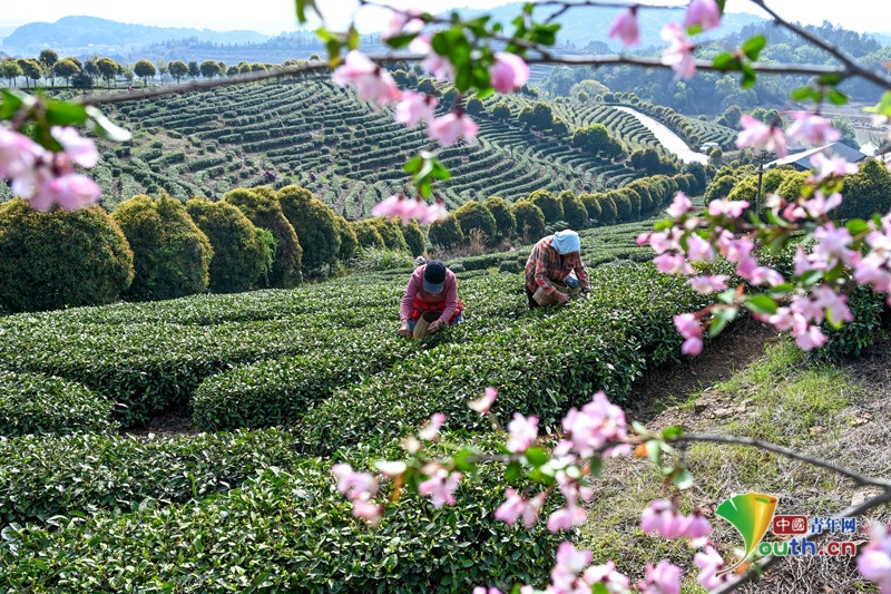 Spring tea sprouts fresh green as farmers harvest "pre-Qingming tea ...