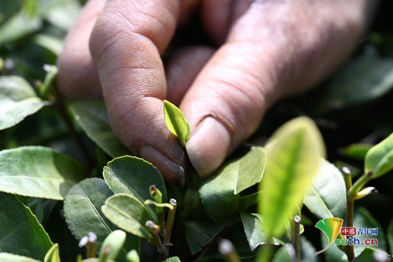 Spring tea sprouts fresh green as farmers harvest "pre-Qingming tea ...