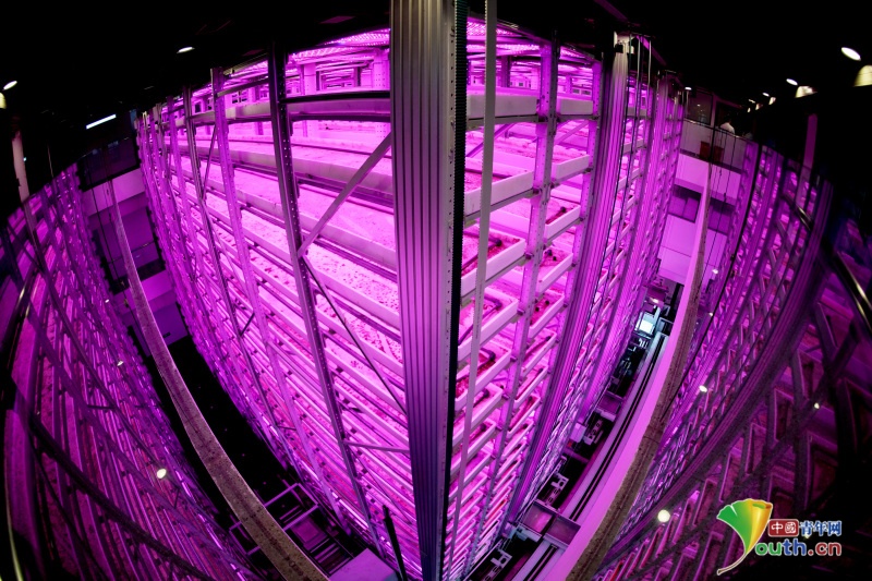 Chengdu’s vertical farms defy deserts_English__China Youth International