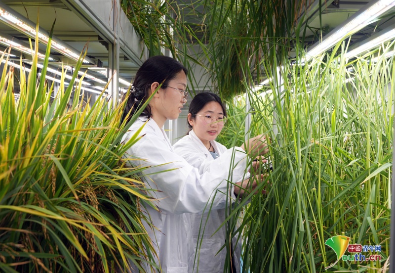 Chengdu’s vertical farms defy deserts_English__China Youth International