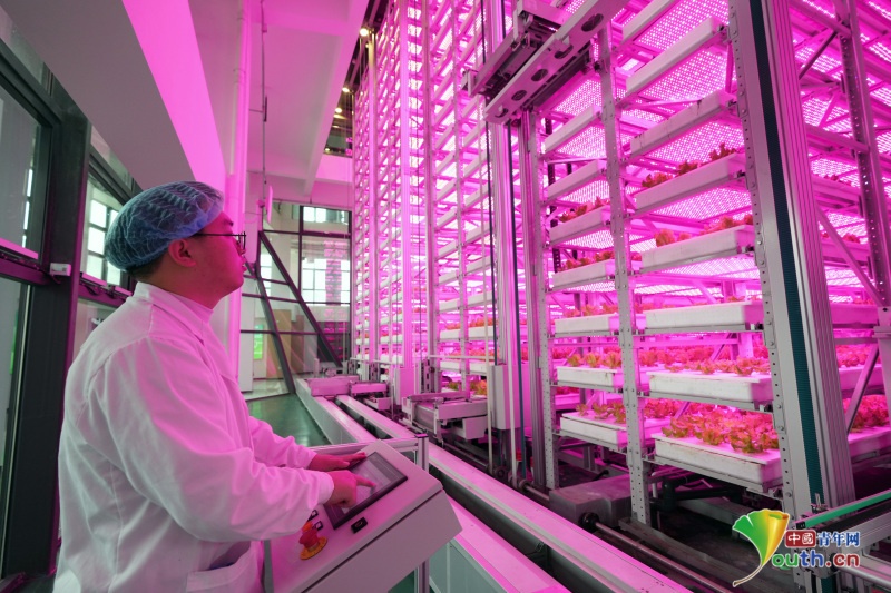 Chengdu’s vertical farms defy deserts_English__China Youth International