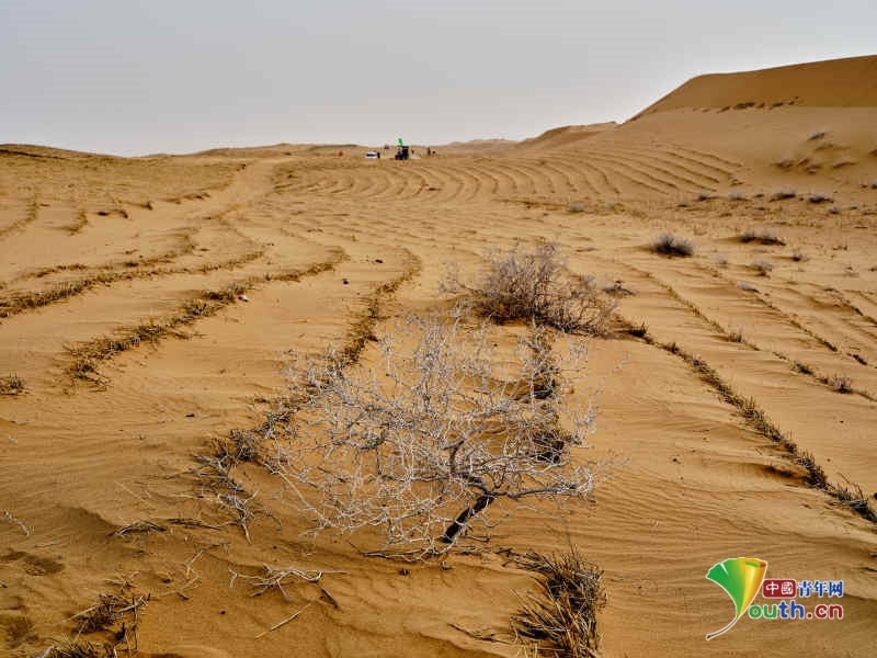 10.8 million mu of huabang planted to revitalize Tengger Desert_English ...