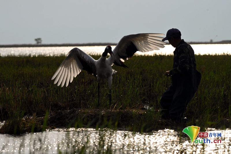 Zhalong welcomes peak breeding season for red-crowned cranes_English ...