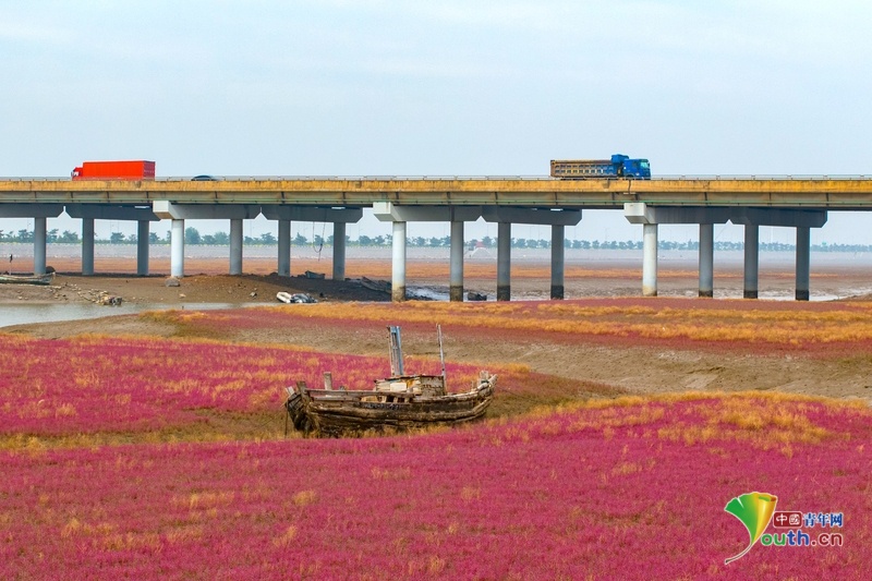 Suaeda salsa paints red beach into nature’s oil canvas_English__China ...