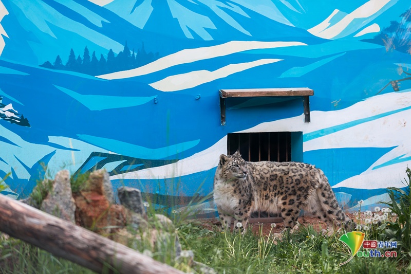 China's first artificially bred female snow leopard celebrates 9th ...