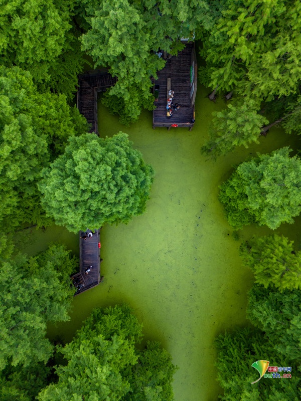 50,000 square meters duckweed creates therapeutic "Matcha Forest ...