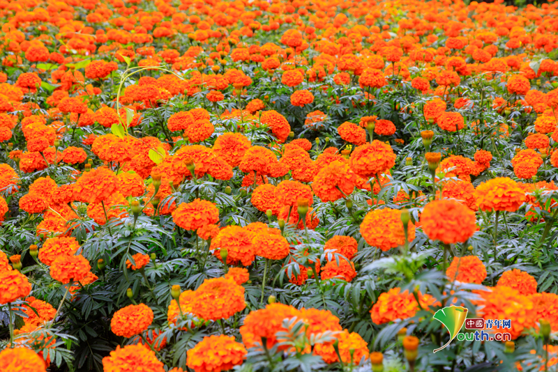 The orange flower sea fills with marigolds_English__China Youth ...