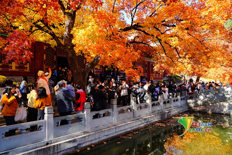 Fragrant Hills Park Sees Peak Visitor Numbers for Autumn Foliage ...