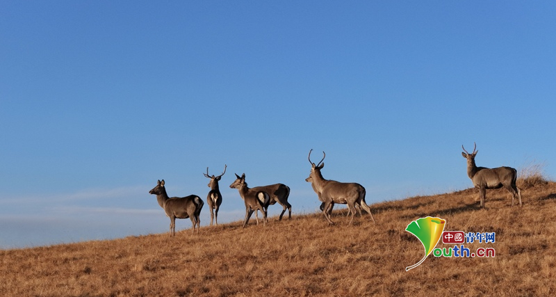 Wild animals frolic and forage on the grassland_English__China Youth ...